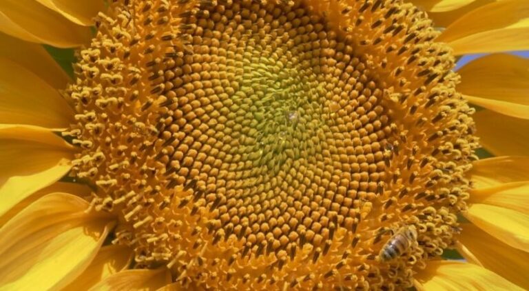 What Is the Fibonacci Sequence? (Fun Examples for Kids) - Math ...